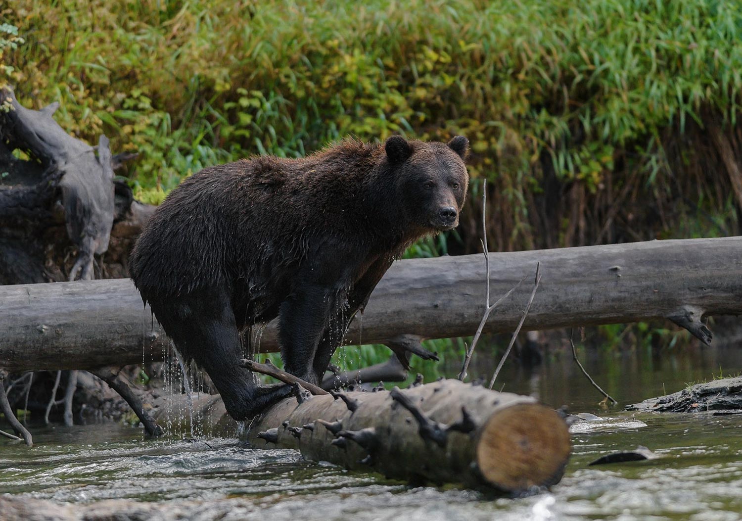 The Bears of Bella Coola – AdventuresNW