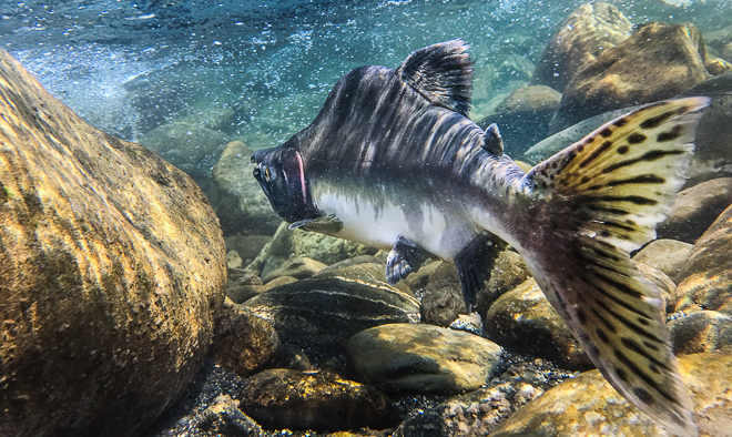 Wild Nooksack: Celebrating a Free-flowing Beauty – AdventuresNW