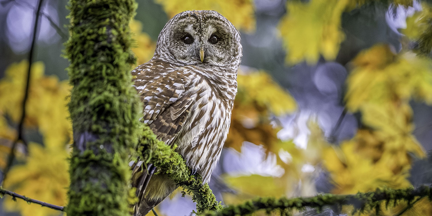 The Cull of the Barred Owl – AdventuresNW